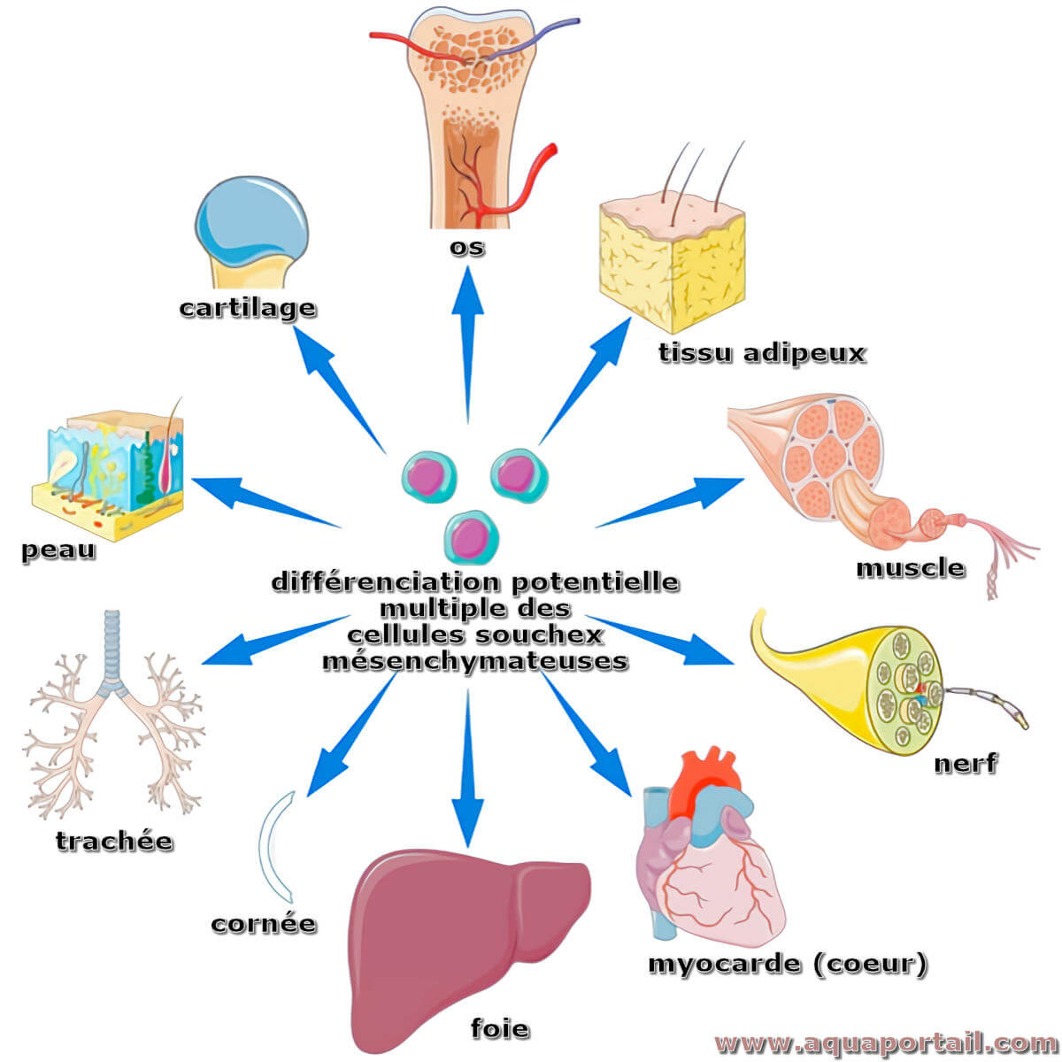 Cellule Souche Mésenchymateuse Définition Et Explications