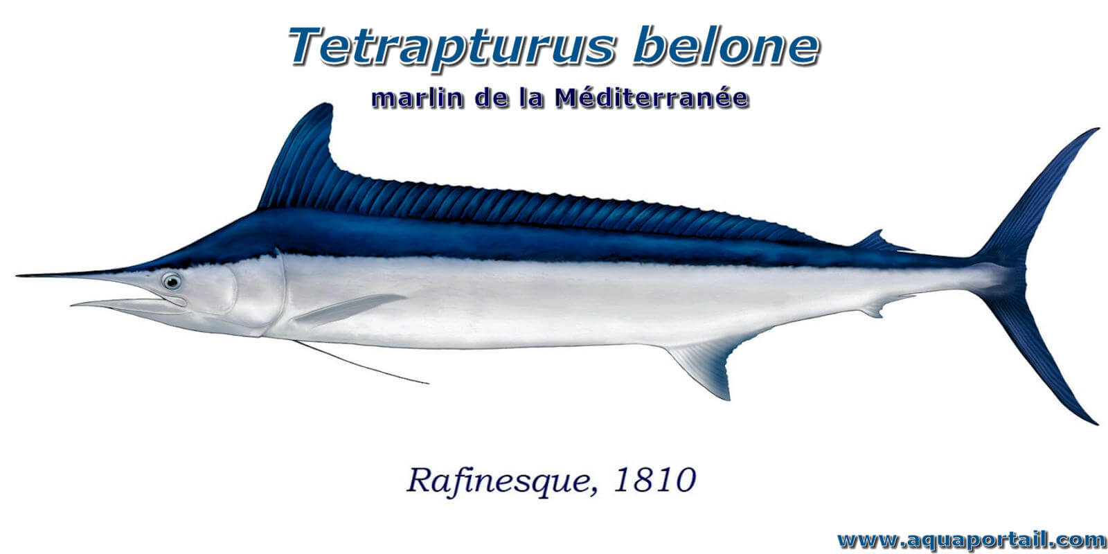 Le Marlin De La M diterran e Tetrapturus Belone Le Marlin De La M diterran e Tetrapturus Belone
