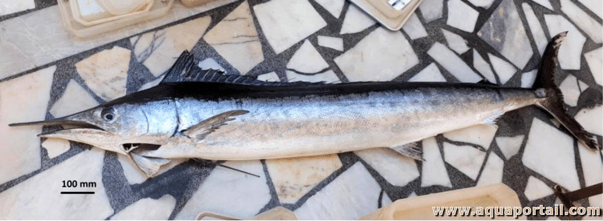 Le Marlin De La M diterran e Tetrapturus Belone Le Marlin De La M diterran e Tetrapturus Belone