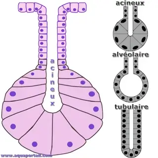 Acineux, aciniforme : définitions et explications