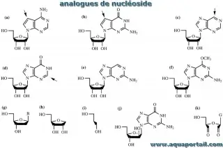 Analogue : définition et explications
