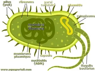 Monera, les monères : définition et explications