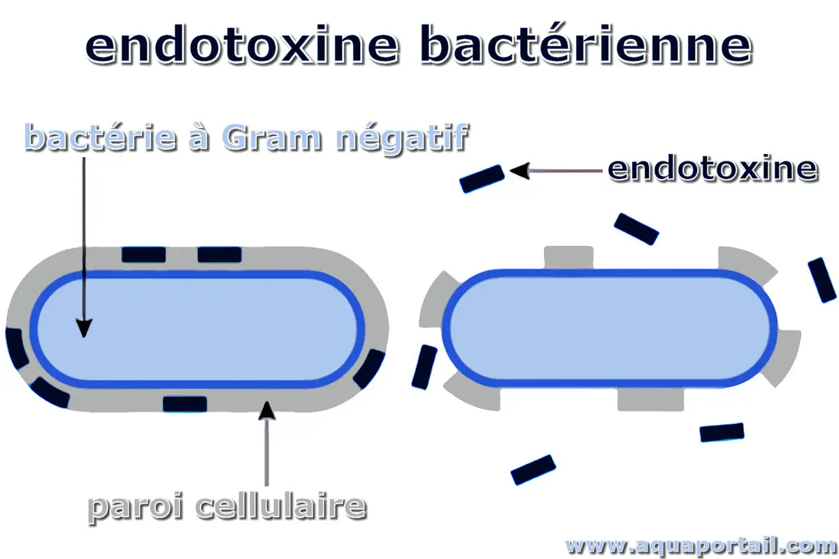 Endotoxine D finition Et Explications