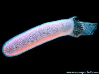 Pyrosomatidae (famille) : les pyrosomes
