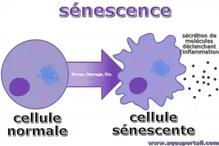 Vieillissement : définition et explications