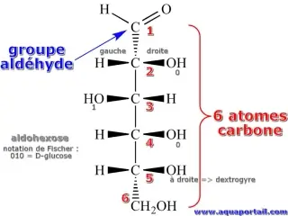 Aldohexose : définition et explications