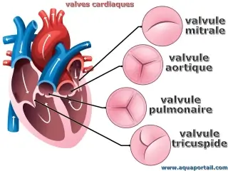 Valvule : définition et explications