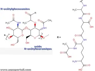 Peptidoglycane : définition et explications