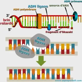 ADN ligase : définition et explications
