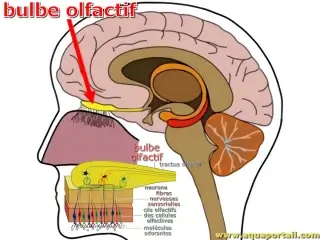 Bulbe olfactif : définition et explications