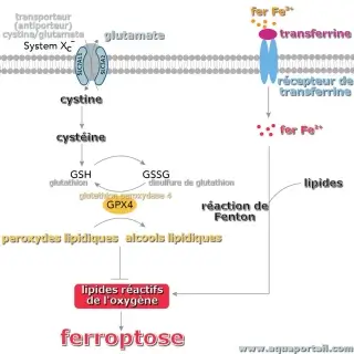 Réaction de Fenton (et son réactif) : définition et explications