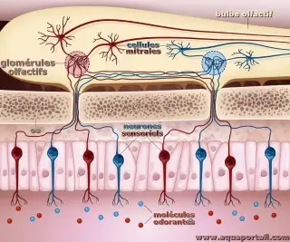 Bulbe olfactif : définition et explications