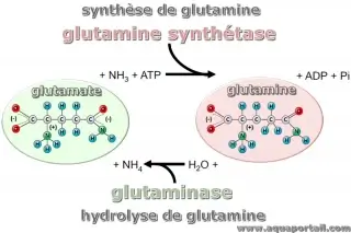 Glutamine synthétase : définition et explications