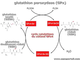 Peroxydase : définition et explications