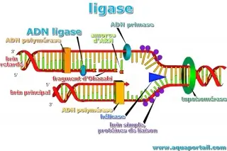 Ligase : synonymes et antonymes