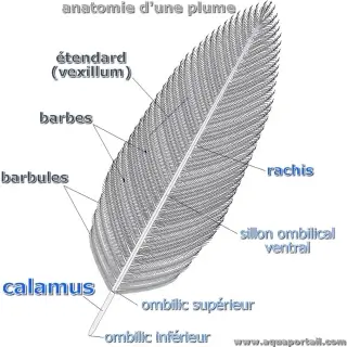 Cal : définition et explications