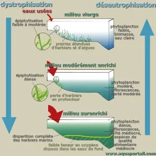 Eutrophisation : définition et explications