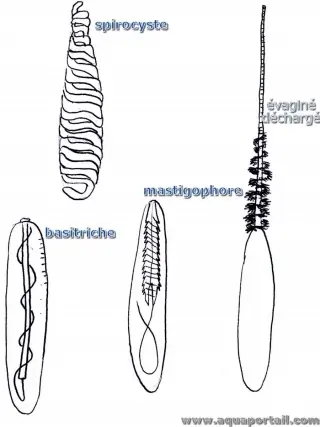 Mastigophore : définition et explications
