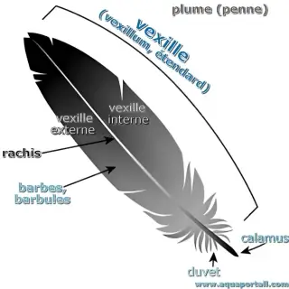 Vexillum : définition et explications