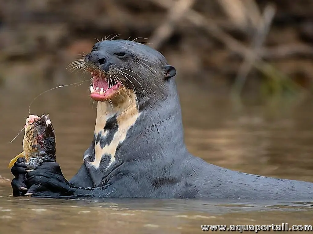 Mésocarnivore : définition et explications